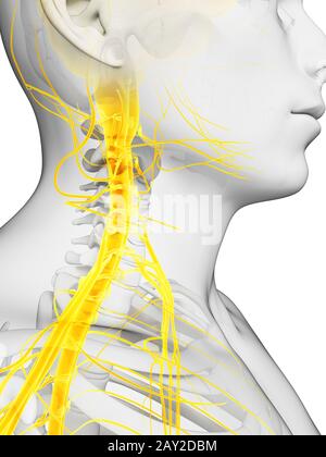 Closeup of 3D rendered human brain anatomical model hovering in man’s ...