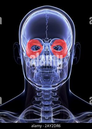 The orbicularis oculi muscle Stock Photo - Alamy
