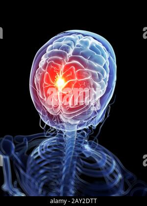 Adult Skeleton, Illustration Stock Photo - Alamy