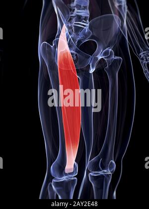 Rectus femoris muscle, illustration Stock Photo - Alamy