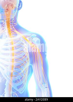 The nerves of the shoulder Stock Photo - Alamy