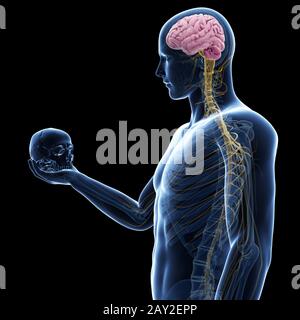 guy holding skull - visible brain and nerves Stock Photo - Alamy