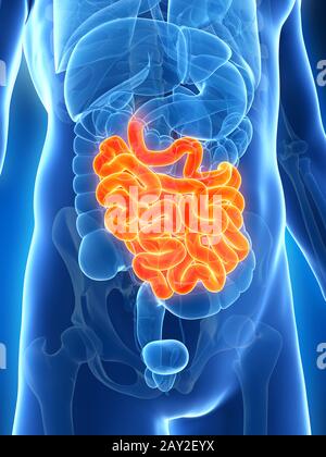 Male intestine, illustration Stock Photo - Alamy