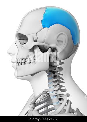 Parietal bone, illustration Stock Photo - Alamy