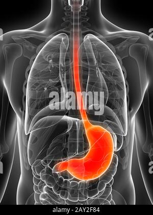 Illustration of male stomach anatomy Stock Photo - Alamy