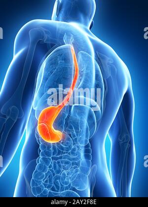 Male stomach, illustration Stock Photo - Alamy