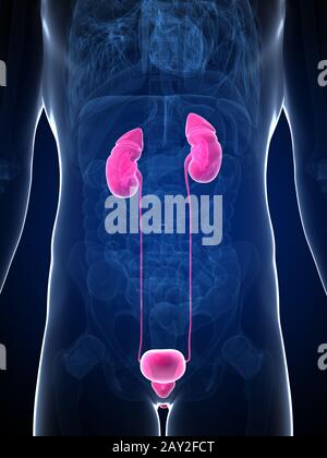 Human kidneys, illustration Stock Photo - Alamy