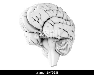 3d rendered illustration - white brian Stock Photo - Alamy