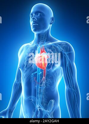 3D-illustration of the organs and heart of a male body Stock Photo - Alamy