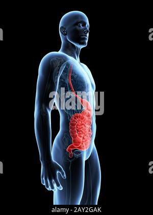 Illustration of x ray male digestive system artwork Stock Photo - Alamy