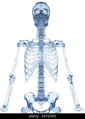 Human skeleton anatomy Rib Cage 3D Rendering For Medical Concept Stock ...