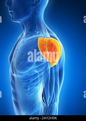 3d rendered illustration of the shoulder muscle Stock Photo - Alamy