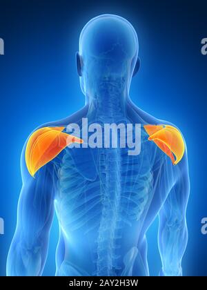 3d rendered illustration of the shoulder muscle Stock Photo - Alamy