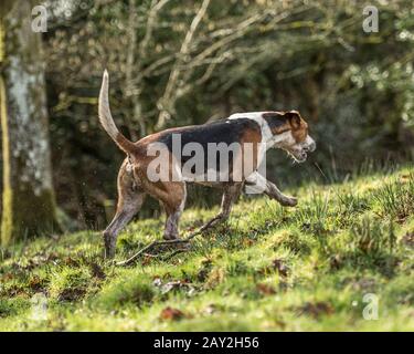 Trail hound dog Stock Photo - Alamy