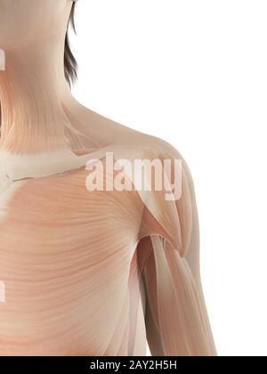 The muscles of the shoulder Stock Photo - Alamy