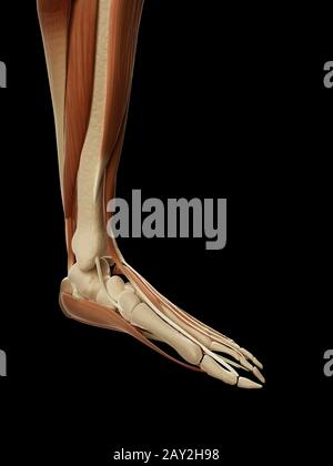 medical illustration of the leg/foot muscles Stock Photo - Alamy