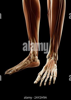 medical illustration of the leg/foot muscles Stock Photo - Alamy