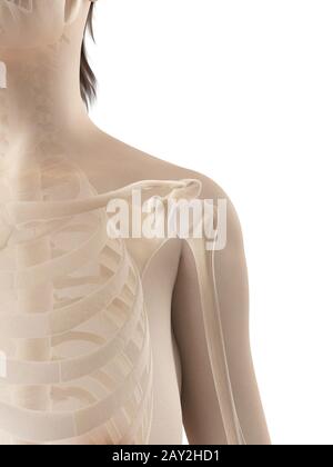 The bones of the shoulder Stock Photo - Alamy