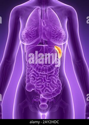Illustration of a woman's spleen Stock Photo - Alamy