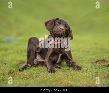 Labrador mongrel, lying Stock Photo - Alamy