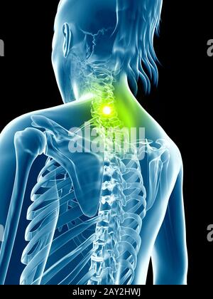 transparent female skeleton - upper body Stock Photo - Alamy