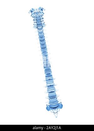 3d rendered illustration of a spine made of glass Stock Photo - Alamy