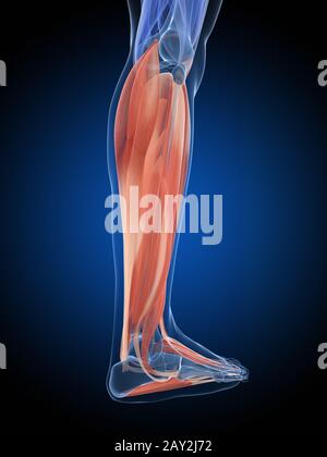 3d rendered illustration - leg muscles Stock Photo - Alamy