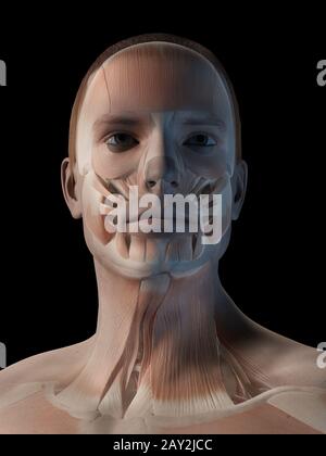 Male facial muscles, illustration Stock Photo - Alamy