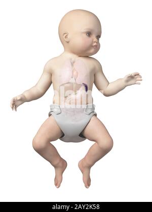 Anatomy of an infant Stock Photo - Alamy
