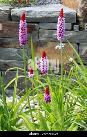 Orchid primrose (Primula vialii Stock Photo - Alamy