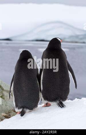 two Gentoo penguins who stand turning their backs Stock Photo - Alamy