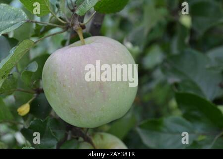 Apple. Grade Florina. Apples average maturity. Fruits apple on the ...