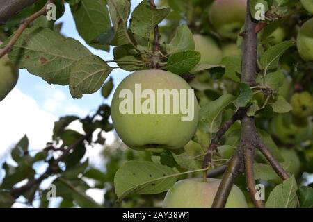 Apple. Grade Florina. Apples average maturity. Fruits apple on the ...