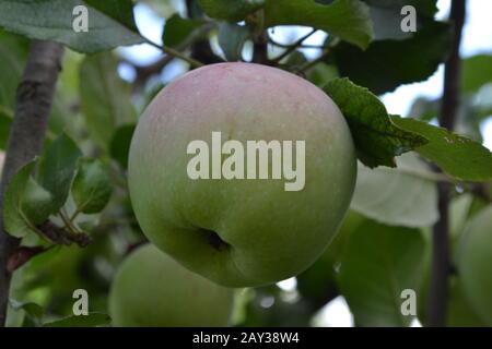 Apple. Grade Florina. Apples average maturity. Fruits apple on the ...