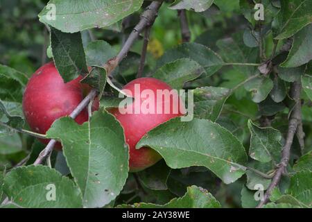 Apple. Grade Jonathan. Apples are red. Winter grade. Garden. Farm ...