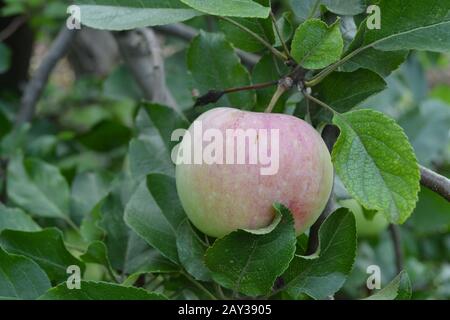 Apple. Grade Florina. Apples average maturity. Fruits apple on the ...