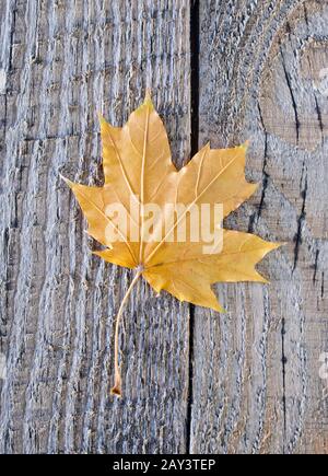Platanus tree, sycamore leave isolated on white background. Top view ...