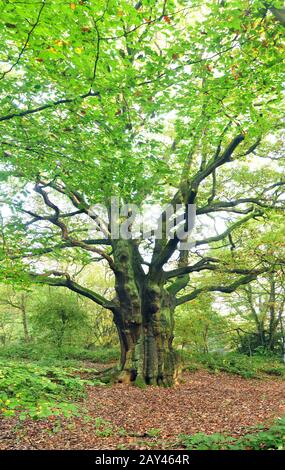big old tree Stock Photo - Alamy