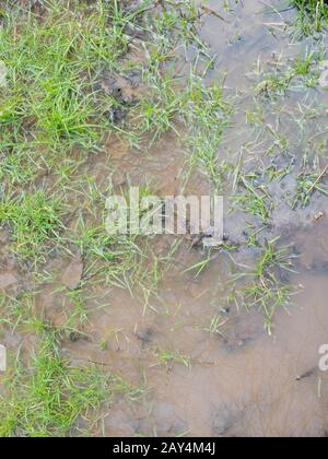 Waterlogged ground An area of water saturated countryside following ...