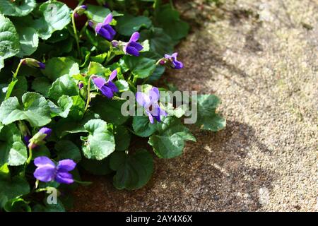 The picture shows violets in the garden Stock Photo - Alamy