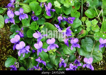 The picture shows violets in the garden Stock Photo - Alamy