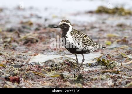 Pacific Golden Plover standing on lava rock along the coast of Lihue ...