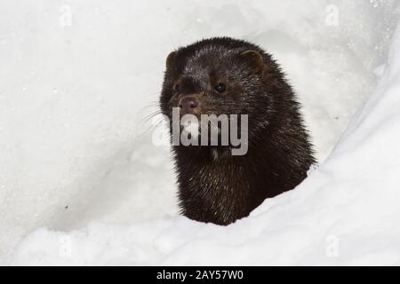 Portrait of an American mink which looks out from a snow hole Stock ...
