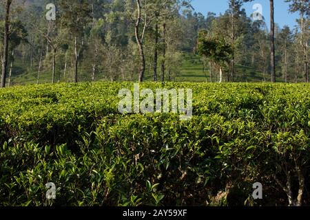 Tea Garden, Tea Plants, Tea Plantage Sri Lanka Stock Photo - Alamy