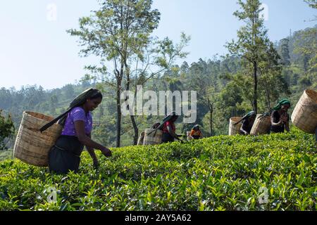 A tea plucker at work at a tea garden in Darjeeling Stock Photo - Alamy