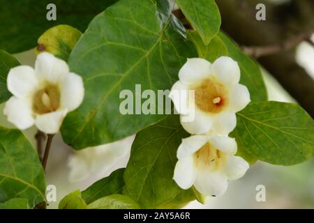 rothmannia globosa (syn. gardenis globosa Stock Photo - Alamy