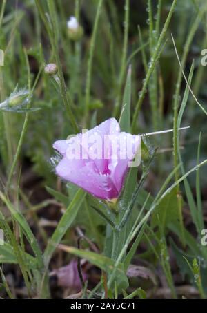 Cantabrican morning glory in the Valley from Gorna Kula, Bulgaria Stock ...