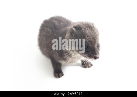The baby small Indian civet (Viverricula indica) is a civet native to ...