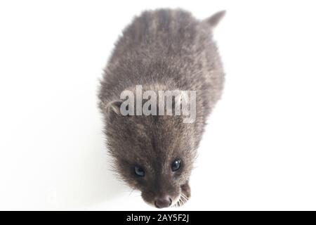 The baby small Indian civet (Viverricula indica) is a civet native to ...