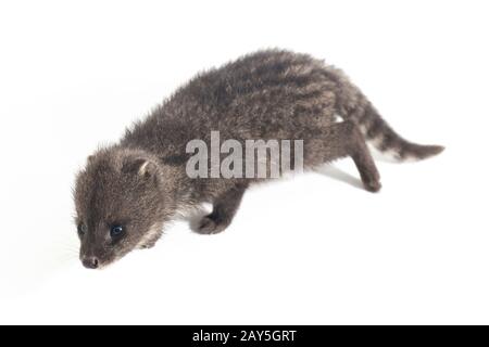 The baby small Indian civet (Viverricula indica) is a civet native to ...